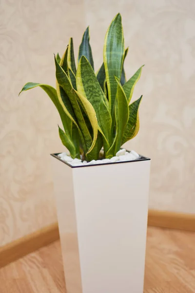 Sansevieria Trifasciata Prain Plant Room Making Fresh Air Stock Photo ...
