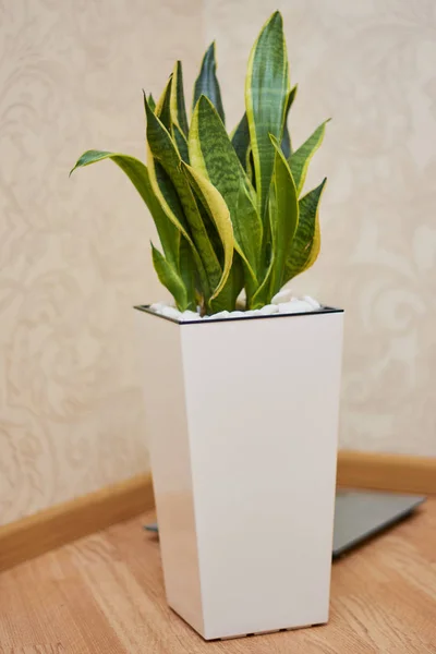 Sansevieria Trifasciata Prain Plant Room Making Fresh Air Stock Photo ...