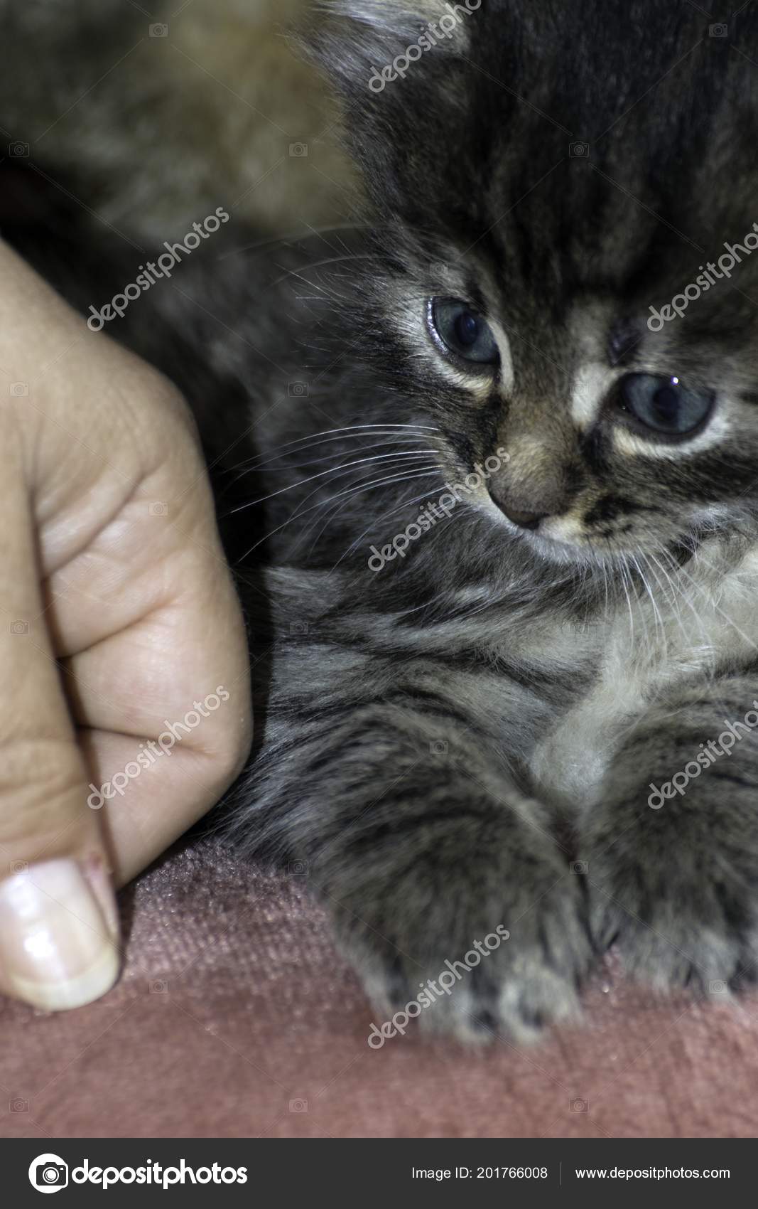Jóvenes Lobo Gatos Jugar Casa — Foto de stock #201766008 © Tylinek