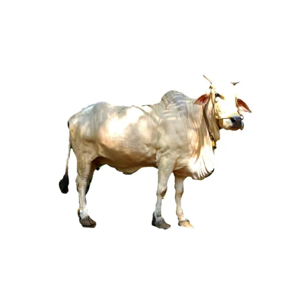 Bull white Stock Photos, Royalty Free Bull white Images | Depositphotos