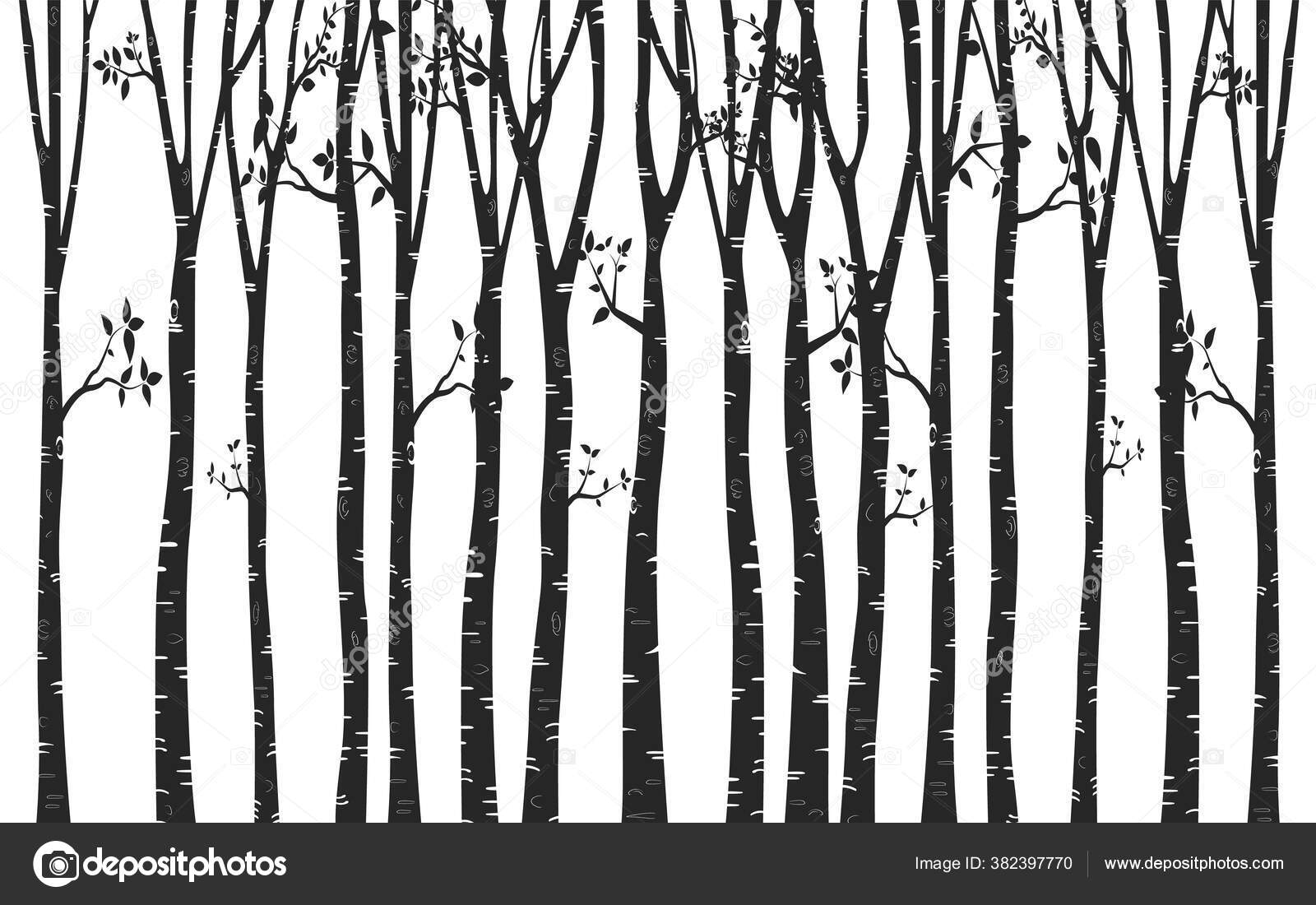 Birch Tree Silhouette