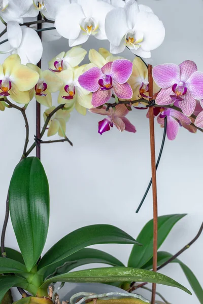 Multi-colored orchids on white background isolate. Tropical flowers are ...
