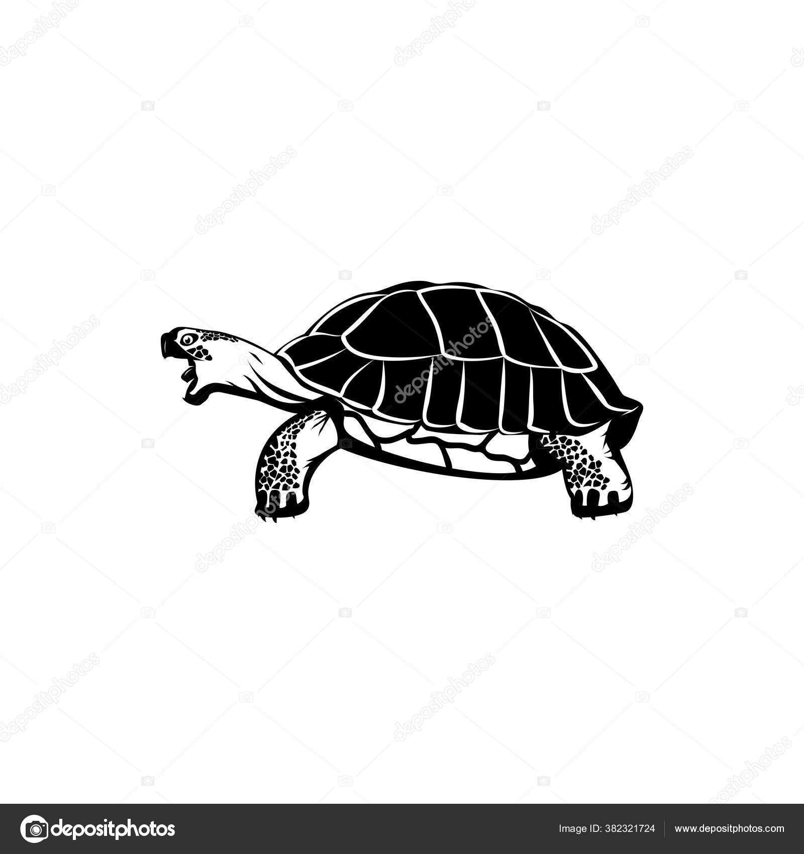 Vector Turtle Design White Background Stock Vector by ©lukiv007 382321724