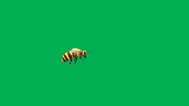 205 Bee green screen Videos, Royalty-free Stock Bee green screen ...