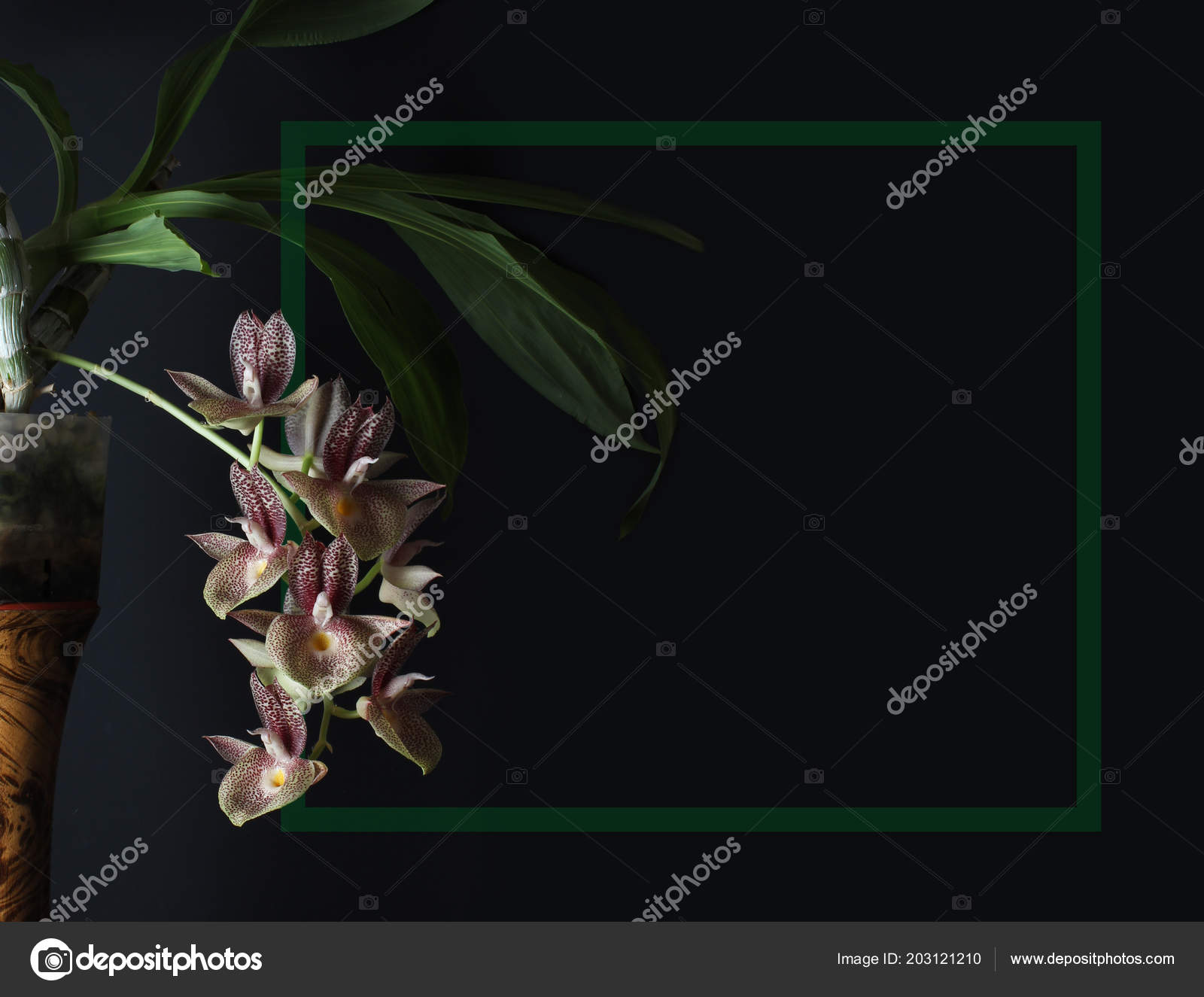 Orchid Flower Frame Dark Background Stock Photo by ©SergeyLapin 203121210