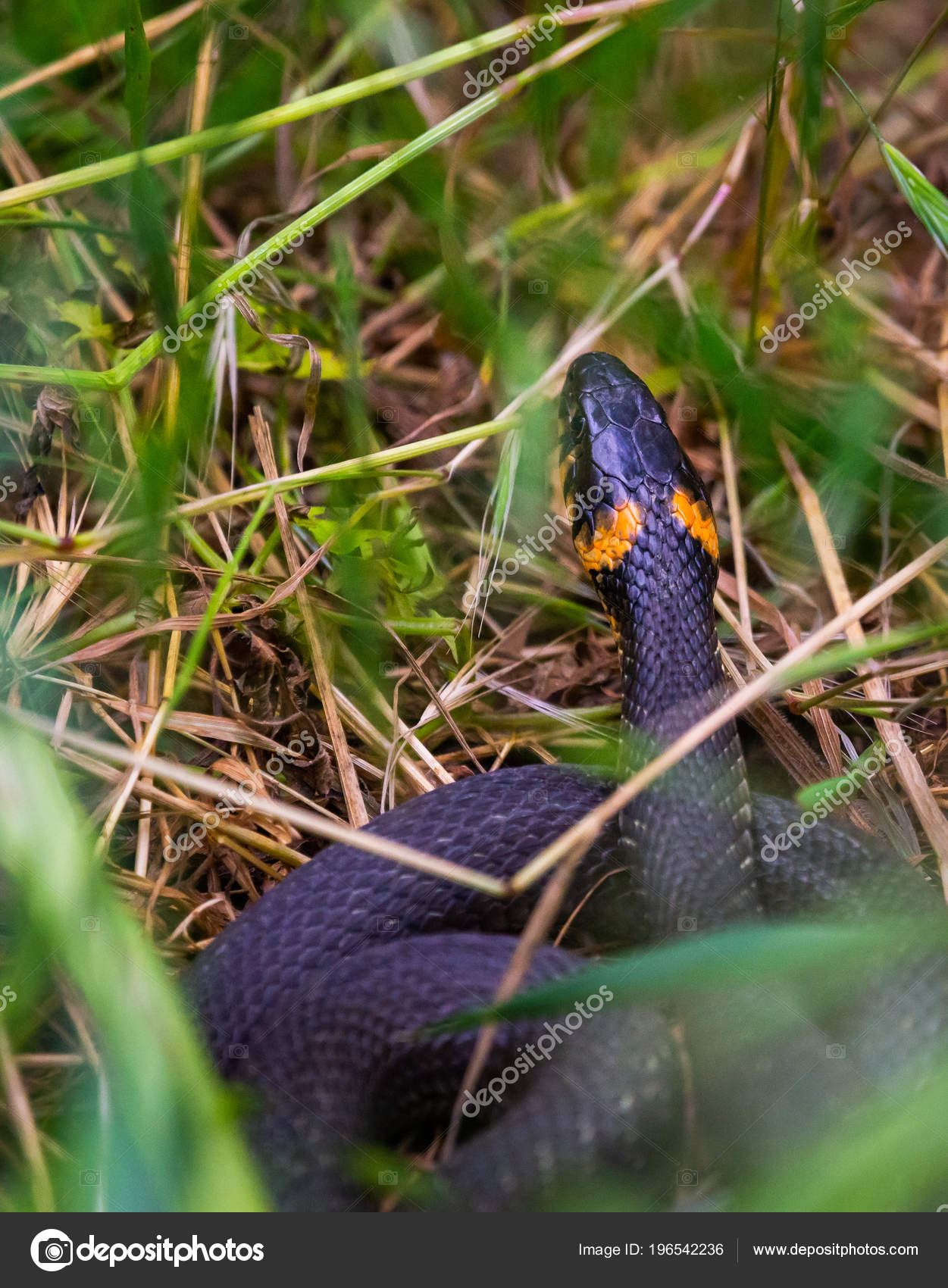 Grass Snake Natrix Natrix Adder Raising Head Defensiveness Forest Early ...