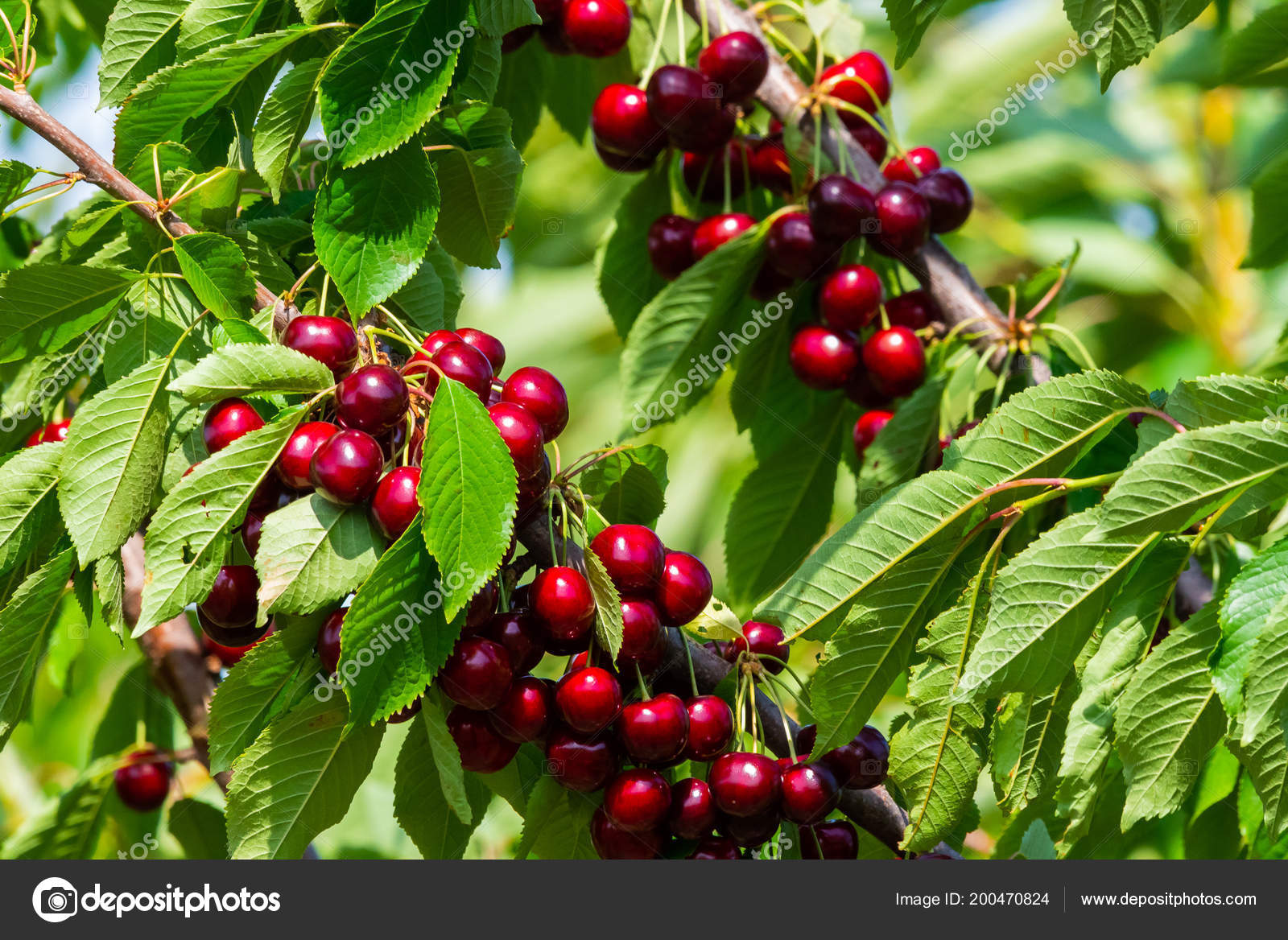 Cherry Fruit Tree Branch