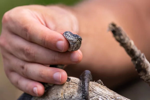Man holding snake Stock Photos, Royalty Free Man holding snake Images ...