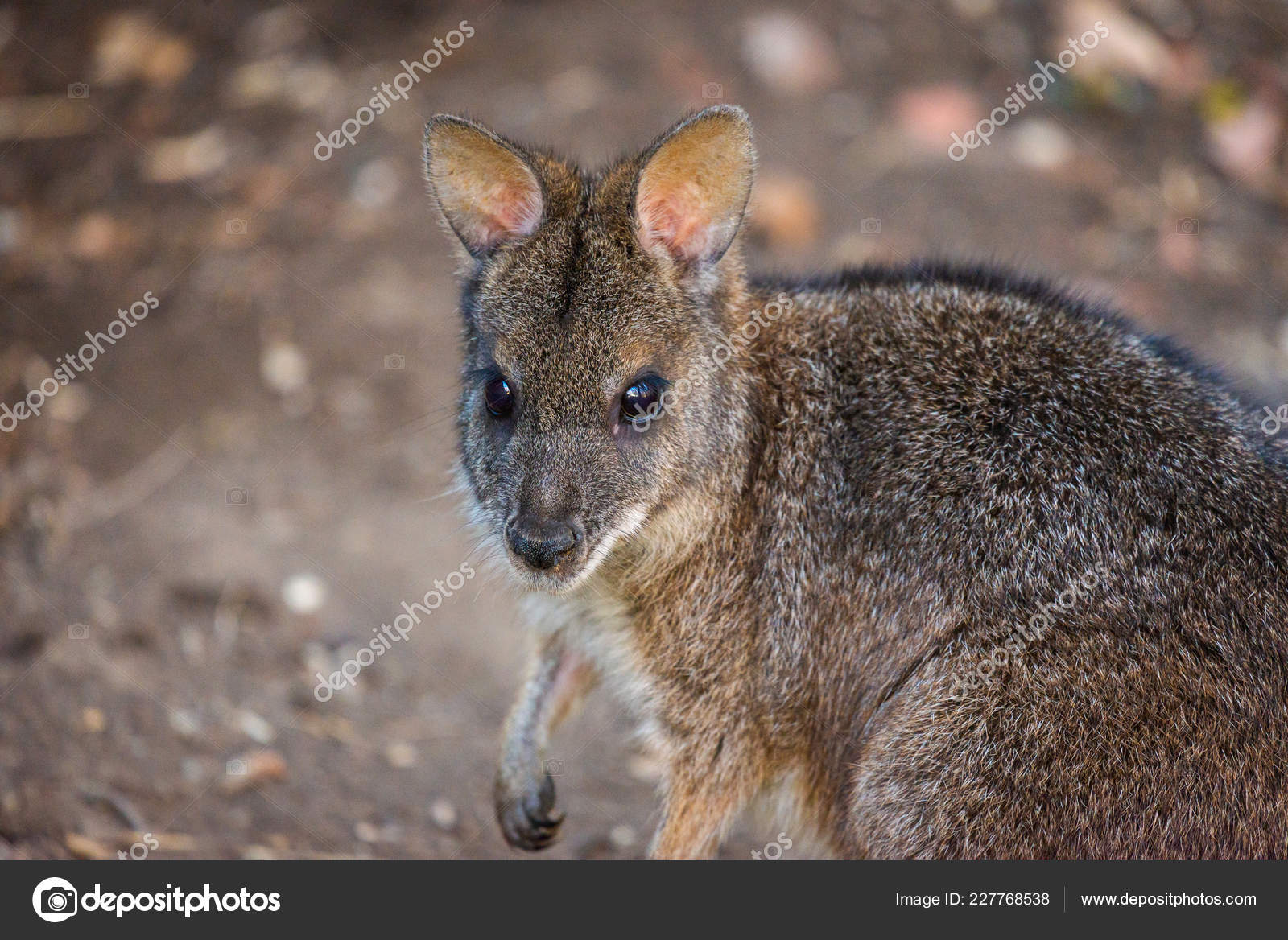 Kangaroo Bennett Dendrolagus Bennettianus Ground — Stock Photo ...