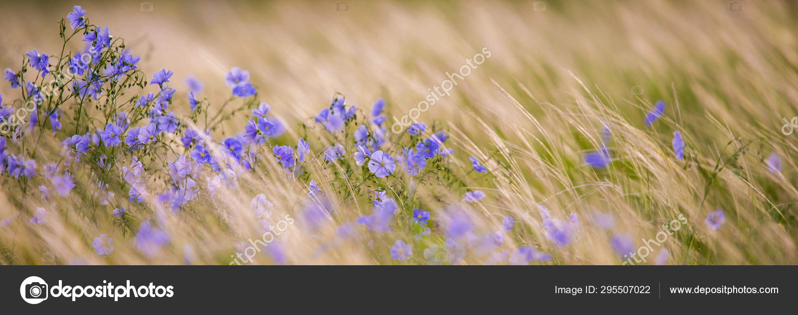 Bright delicate blue flower of ornamental flower of flax and its shoot ...