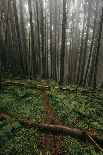 Walking elves Stock Photos, Royalty Free Walking elves Images ...