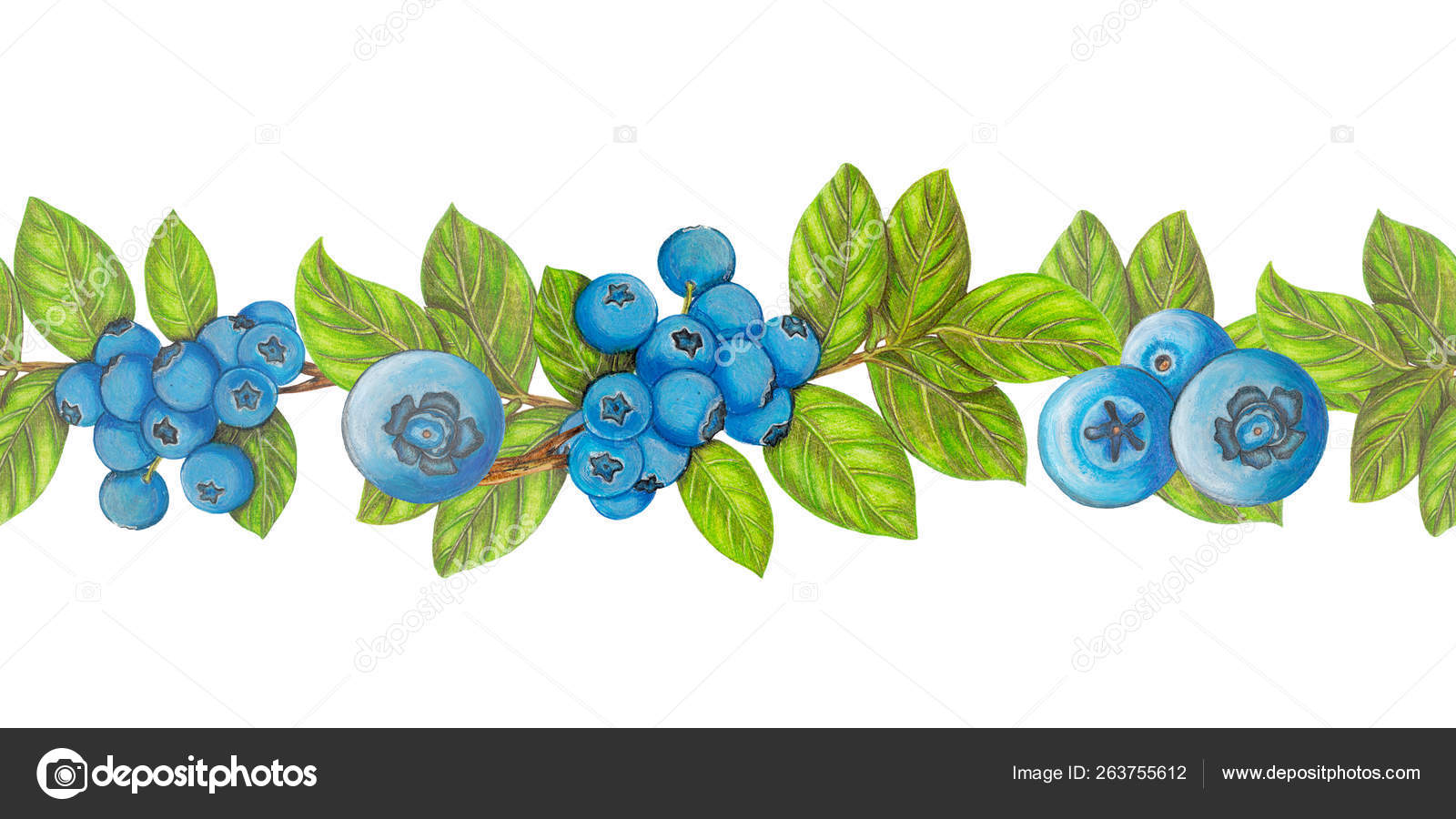 Blueberry Border Clipart