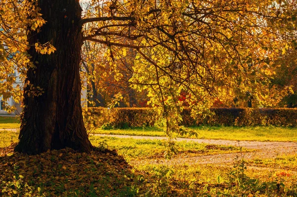 Fall landscape. Fall trees with yellow foliage in the city October park ...