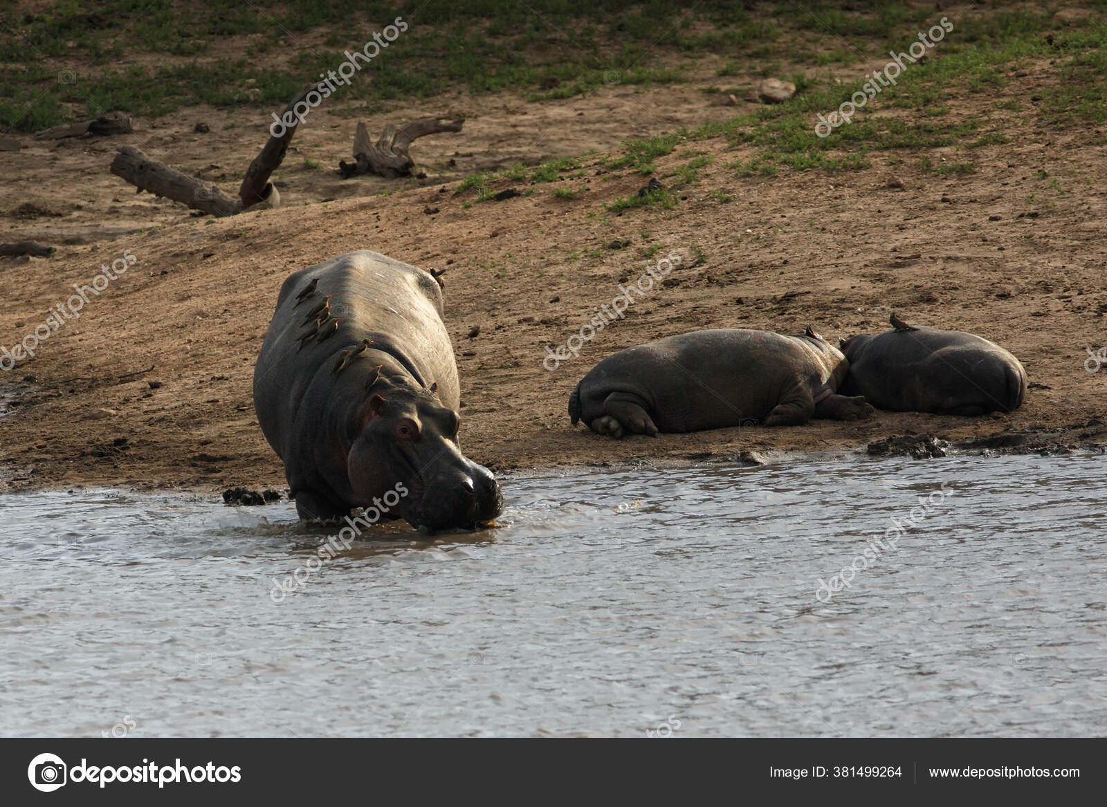 Common Hippopotamus Hippopotamus Amphibius Hippo Walking Dam Shore Two ...