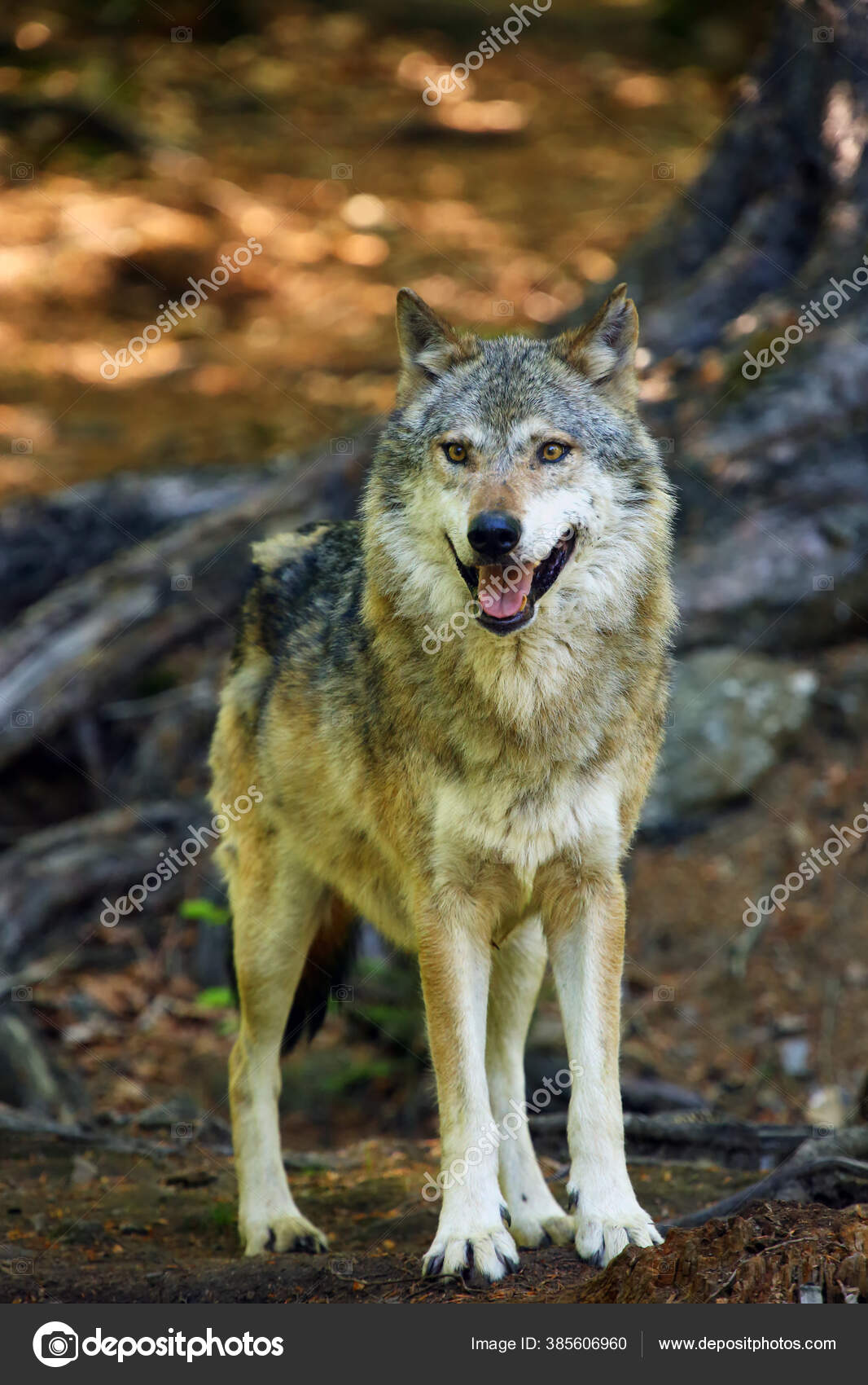 Grey Wolf Gray Wolf Canis Lupus Standing Forest Portrait Large Stock ...
