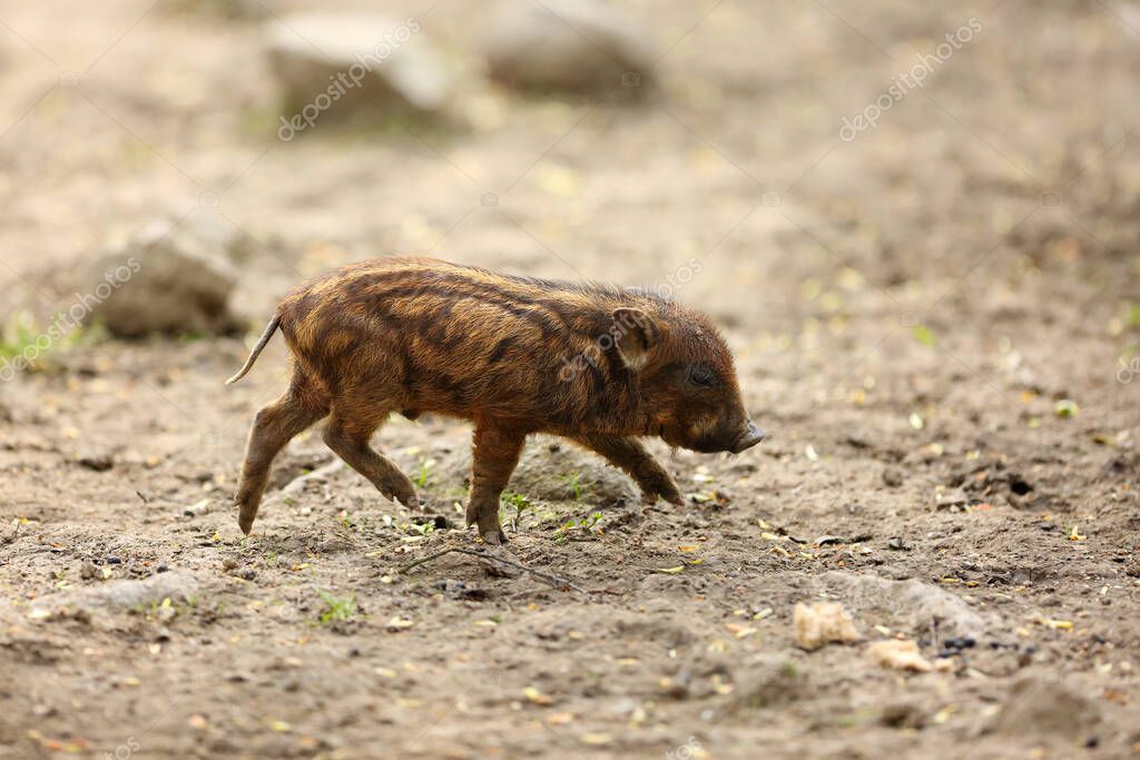 El cerdo doméstico (Sus domesticus) o llamado cerdo, cerdo o cerdo ...