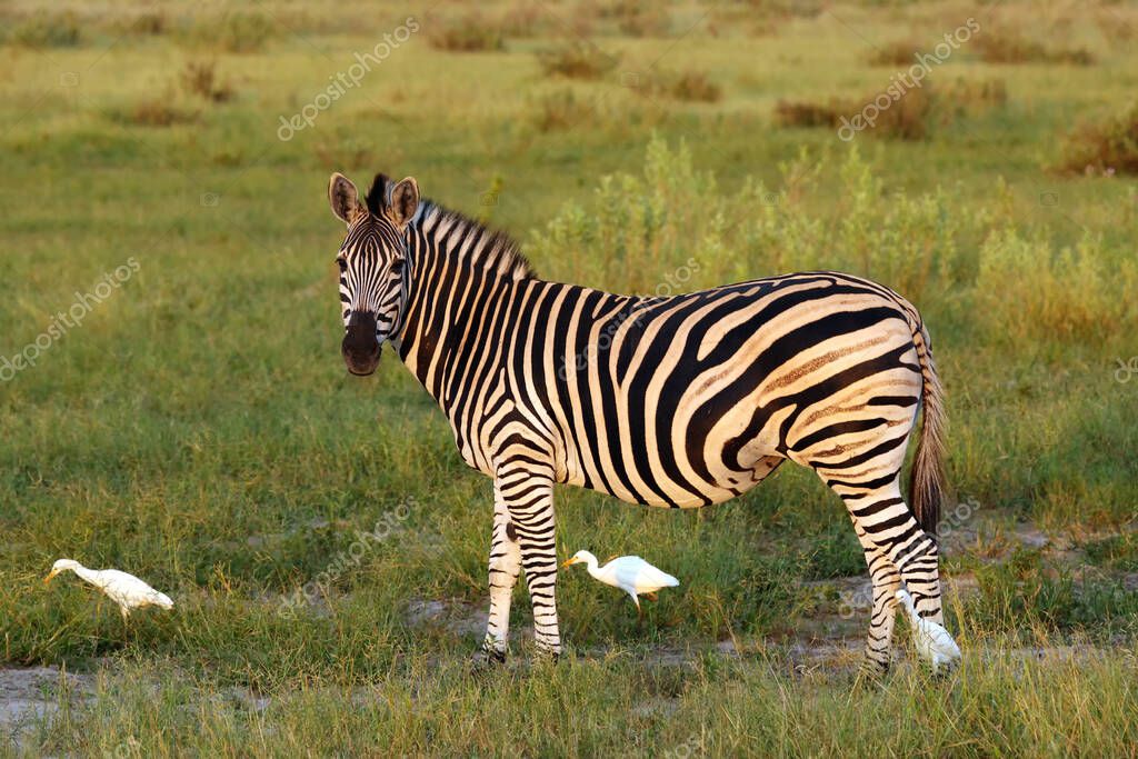 Las llanuras cebra (Equus quagga, anteriormente Equus burchellii ...