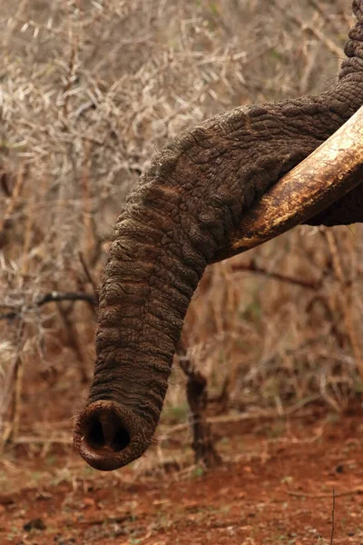 Trompa de elefante Stock Photos, Royalty Free Trompa de elefante Images ...