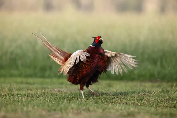 Common Pheasant Phasianus Colchicus Standing Meadow Pheasant Green ...