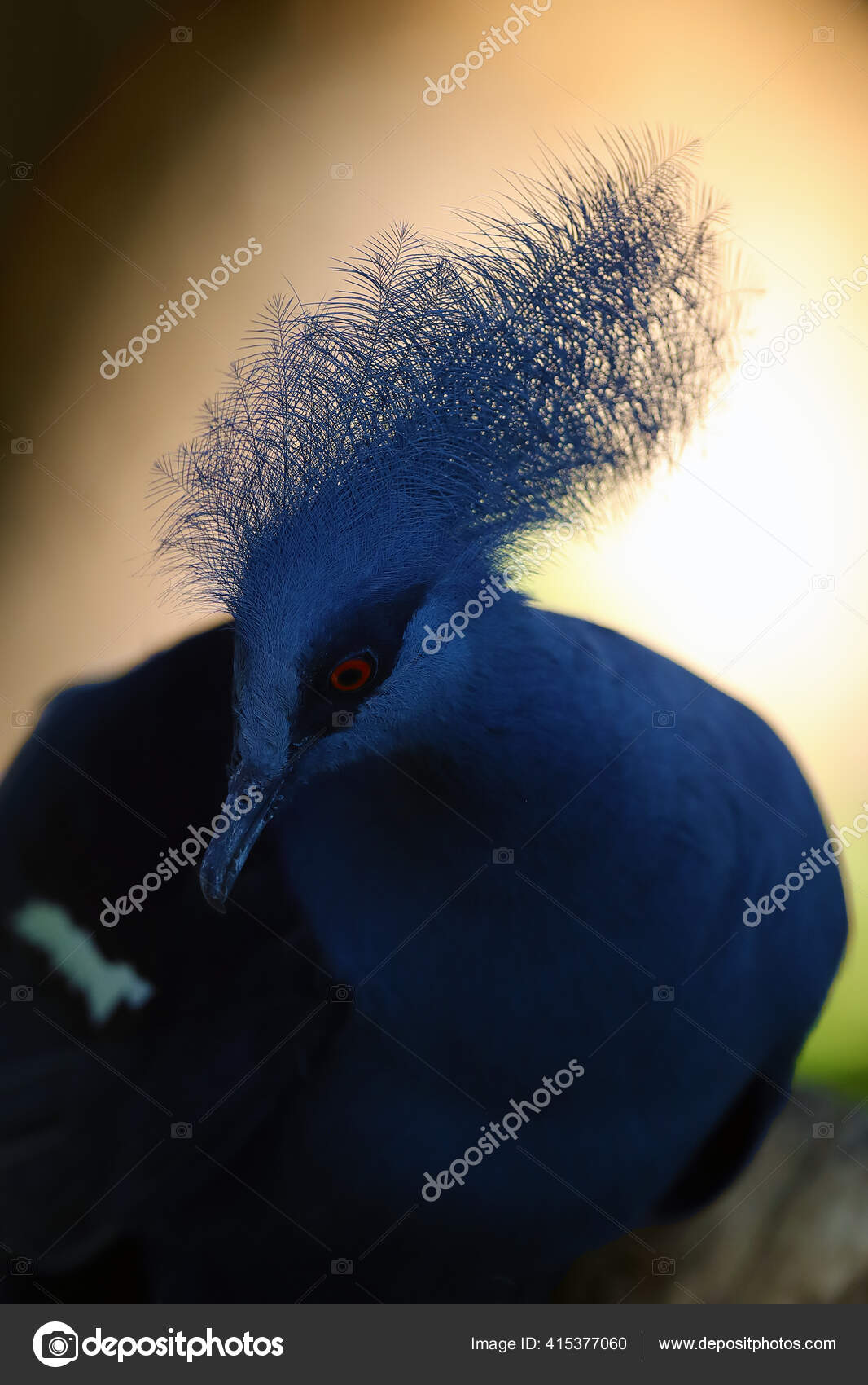 Western Crowned Pigeon Also Known Common Crowned Pigeon Blue Crowned ...
