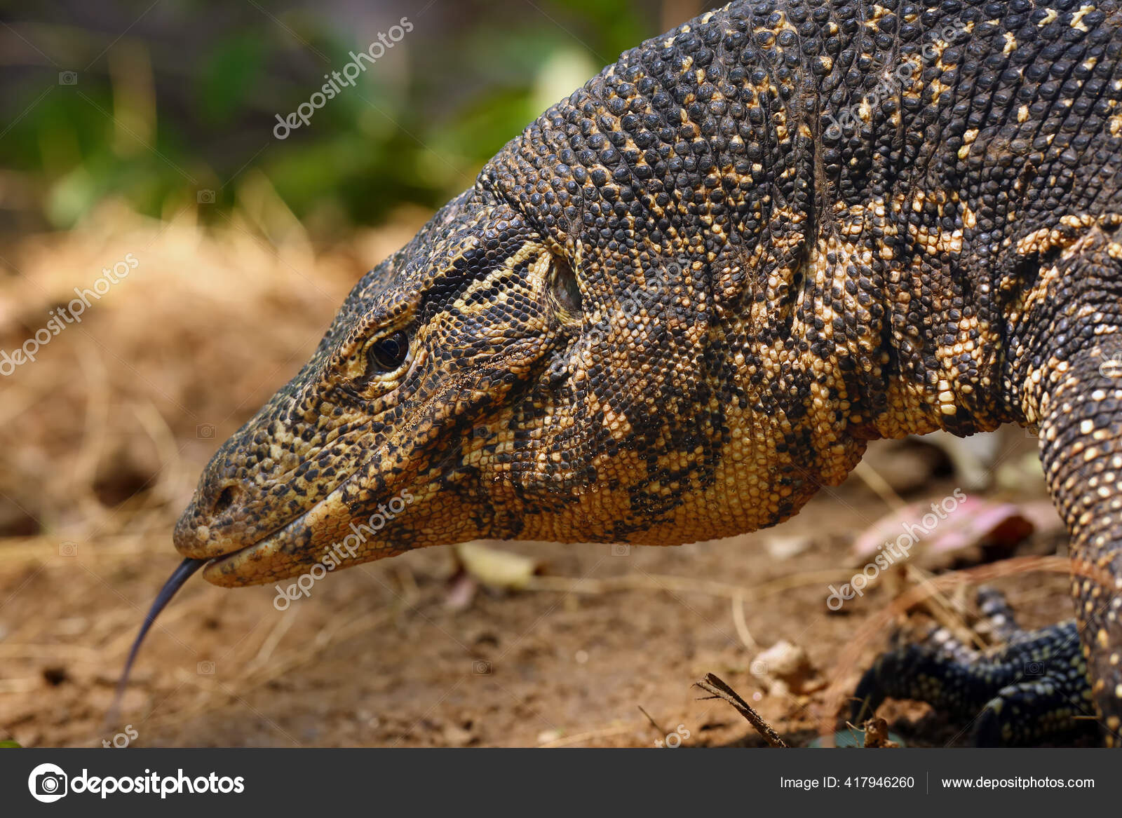 Yellow Water Monitor