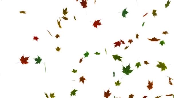 Falling Maple Leaves White Background Animation Autmn Fall Seamless ...