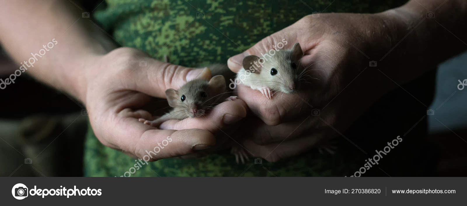 Two small rats in strong caring male hands in military attire — Stock ...