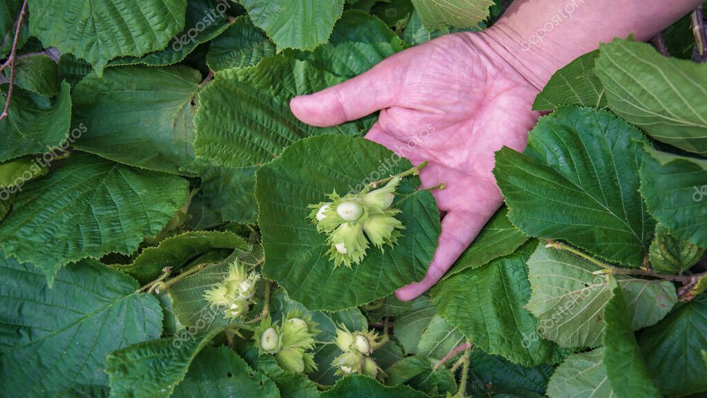 El avellano un pequeño árbol de 58 metros de altura, pero con mucho ...