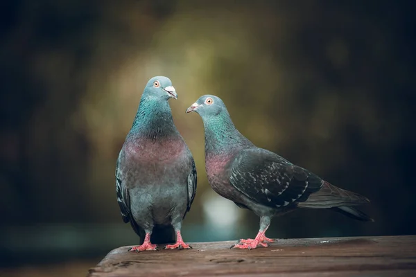 Palomas azules fotos de stock, imágenes de Palomas azules sin royalties ...