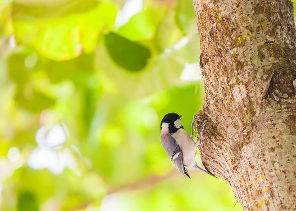 Bird — Stock Photo © yiucheung #48374899