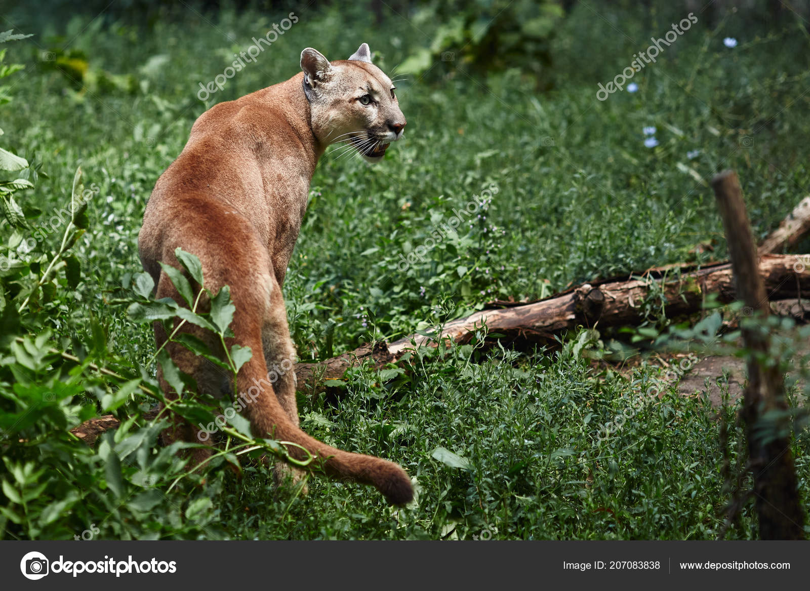 Retrato Hermosa Puma Puma Puma Puma Pantera Pose Llamativa Escena ...