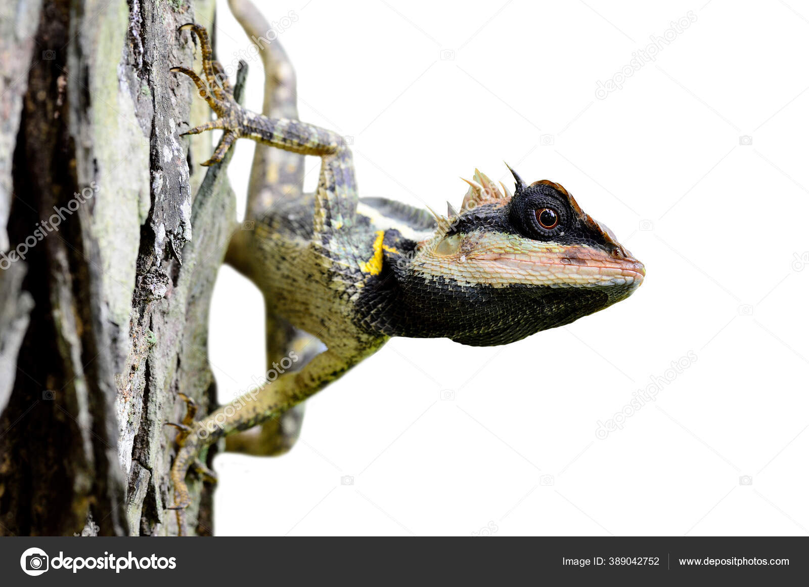 Greater Spiny Masked Boulenger Long Headed Lizard Isolated Background ...