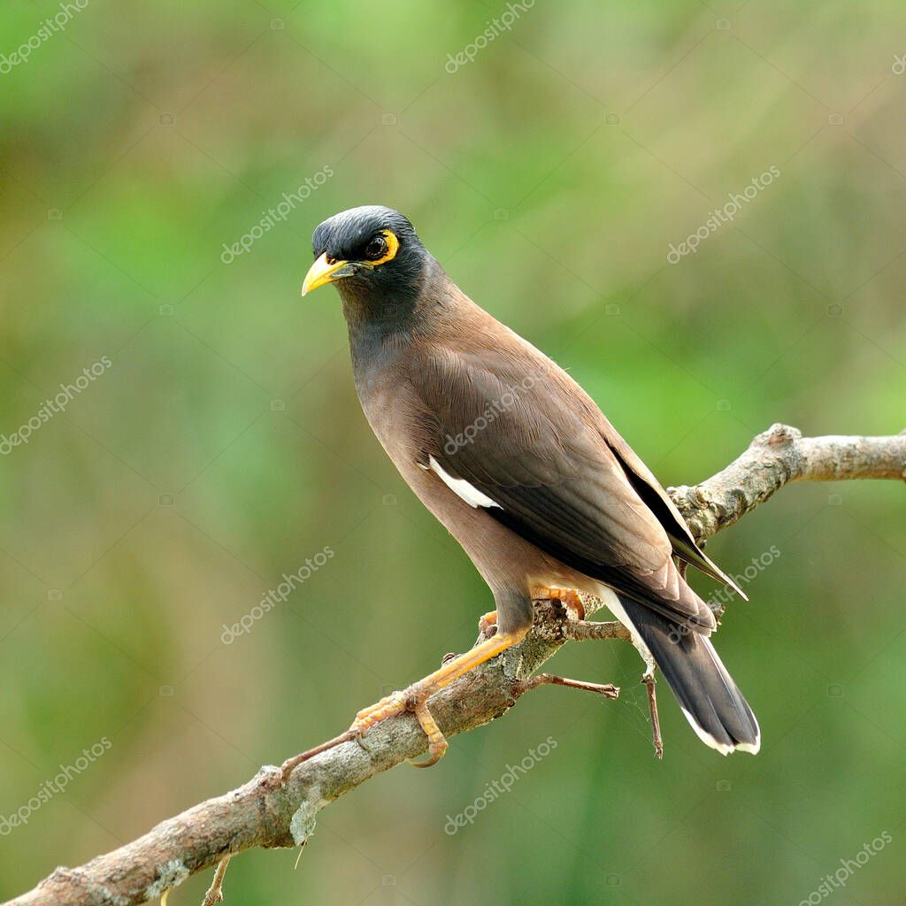 Pájaro común de Myna (Acridotheres tristis) posado en un bonito palo de ...