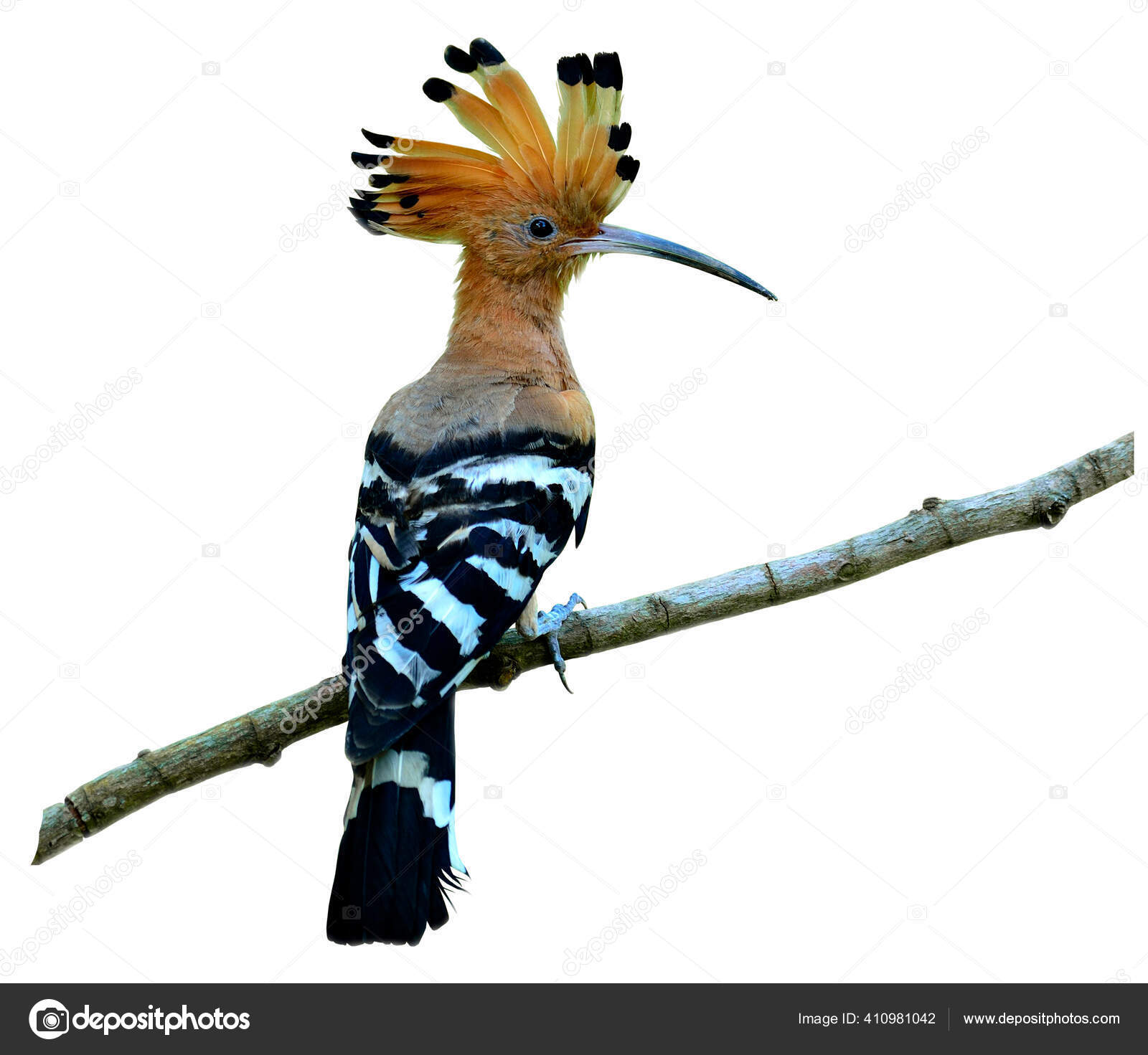 Eurasian Hoopoe Common Hoopoe Crested Nice Perching Branch Bird Upupa ...