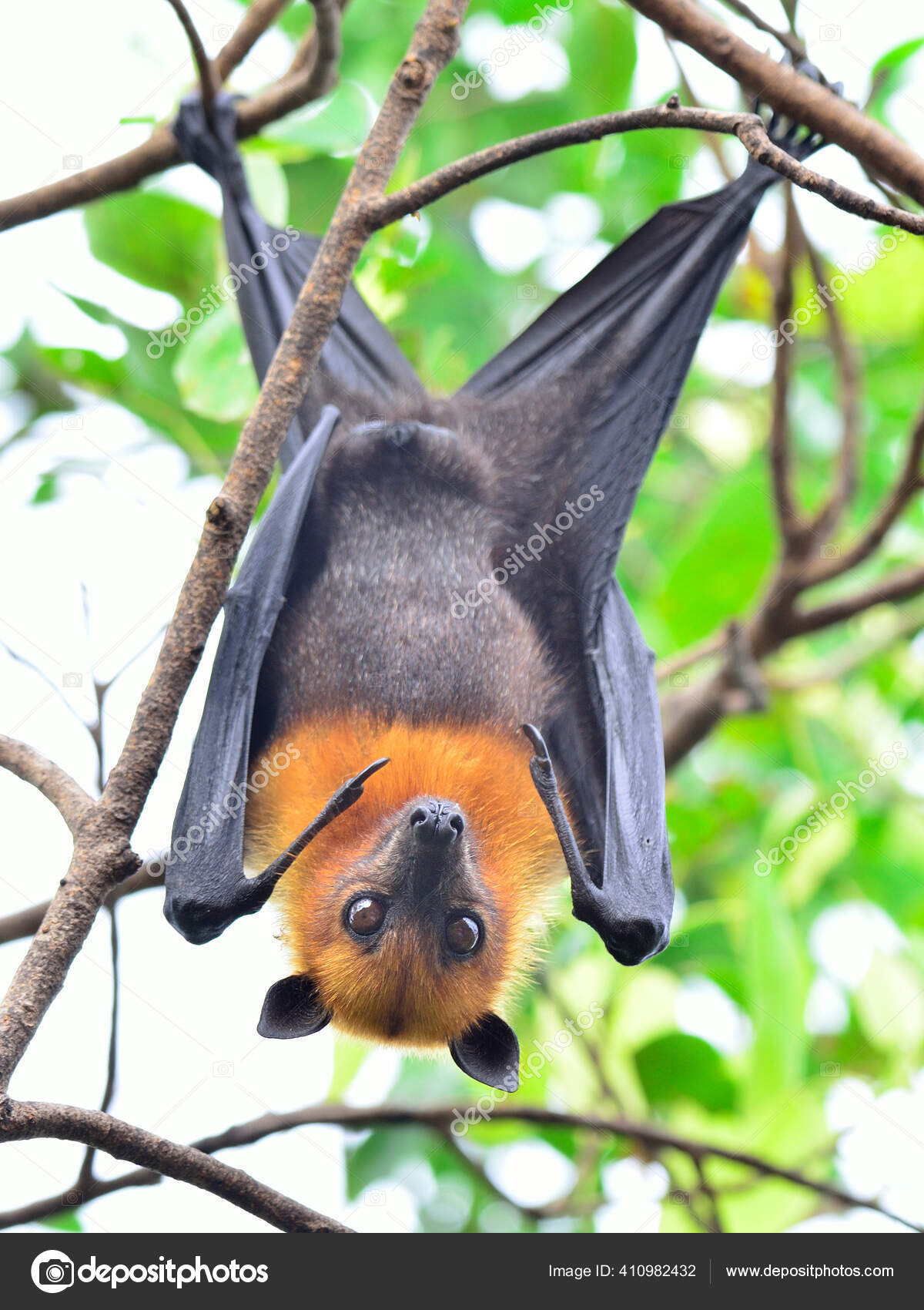 Hanging Flying Fox Tree Branch Eyes Opening Looks Scarely — Stock Photo ...