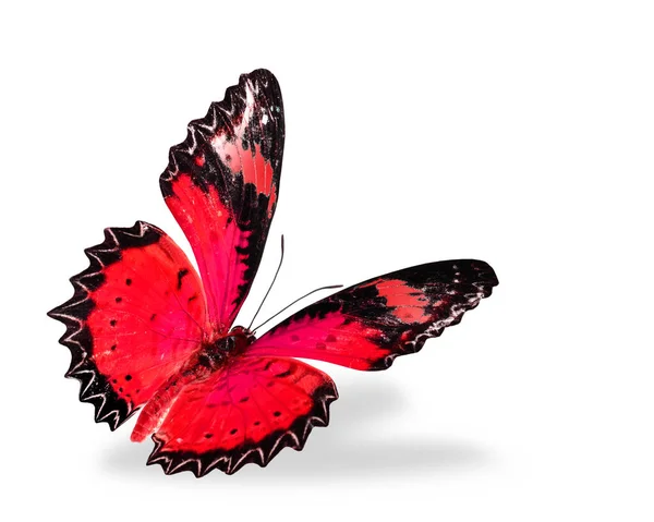 Red butterfly Stock Photos, Royalty Free Red butterfly Images ...