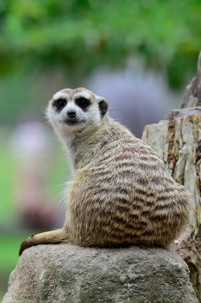 Timon Stock Photos, Royalty Free Timon Images | Depositphotos