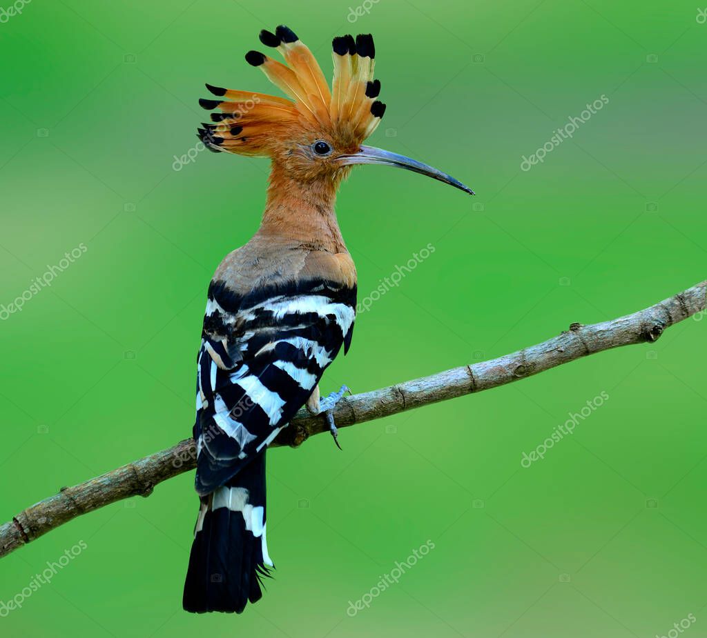 Hoopoe eurasiático o Hoopoe común con cresta hacia arriba y agradable ...