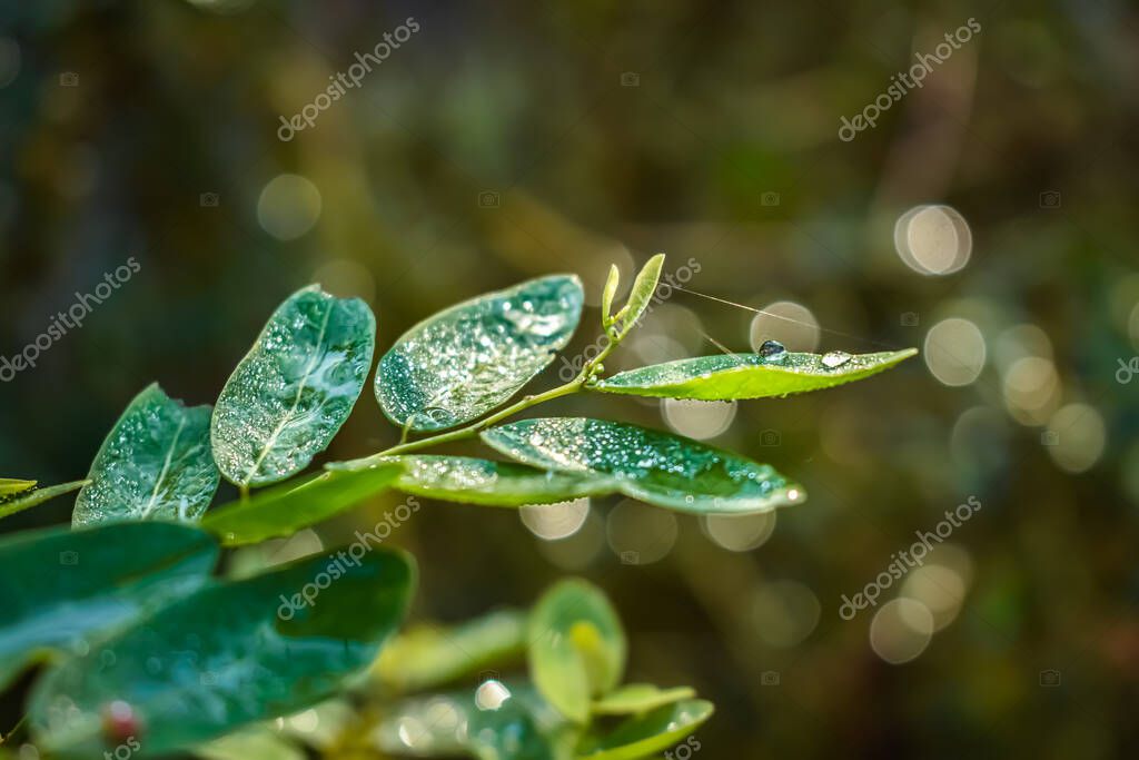 Este nombre de la planta es Phyllanthus reticulatus, y caída de rocío ...