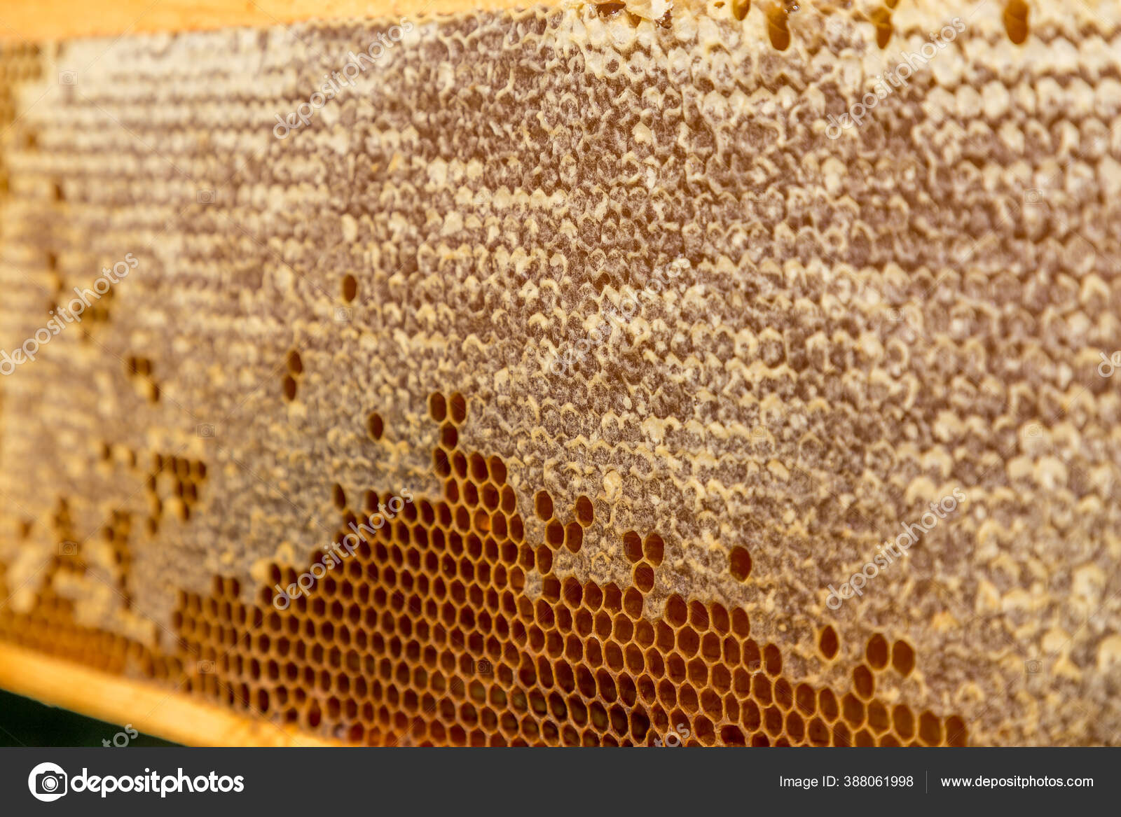 Real Honeycomb Full Honey Pollen Stock Photo by ©mpeev 388061998