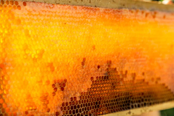Real Honeycomb Full Honey Pollen Stock Photo by ©mpeev 388061998