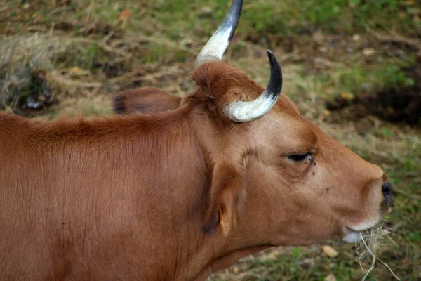 Ruddy kisangou Stock Photos, Royalty Free Ruddy kisangou Images ...