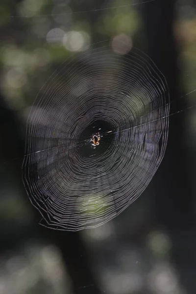 Spinning spider web Stock Photos, Royalty Free Spinning spider web ...