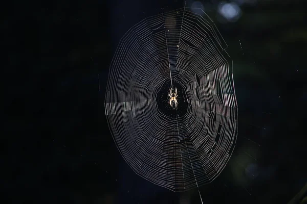 Spinning spider web Stock Photos, Royalty Free Spinning spider web ...