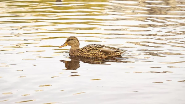 Canard roux Stock Photos, Royalty Free Canard roux Images | Depositphotos