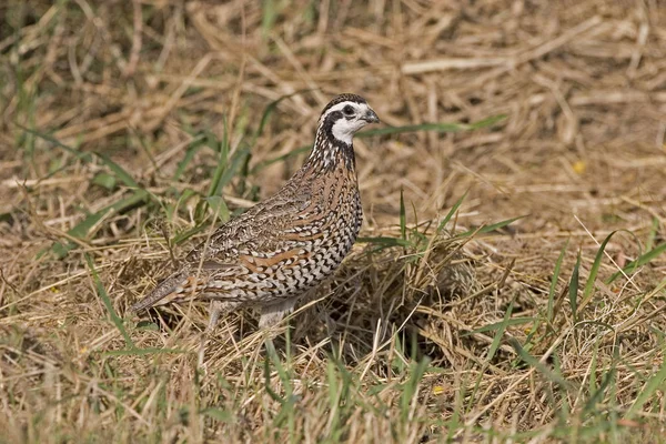 Codorniz de bobwhite fotos de stock, imágenes de Codorniz de bobwhite ...