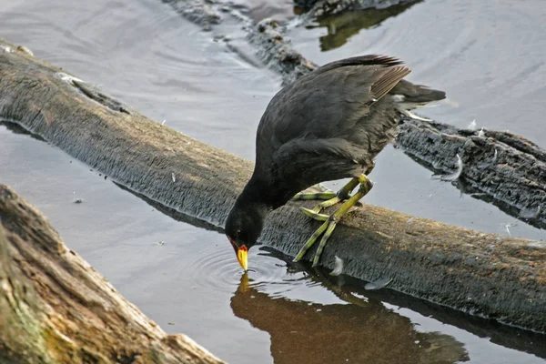 Young coot Stock Photos, Royalty Free Young coot Images | Depositphotos