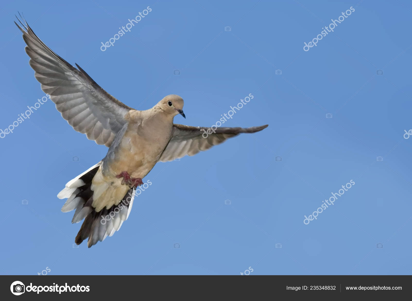 Zenaida Dove In Flight