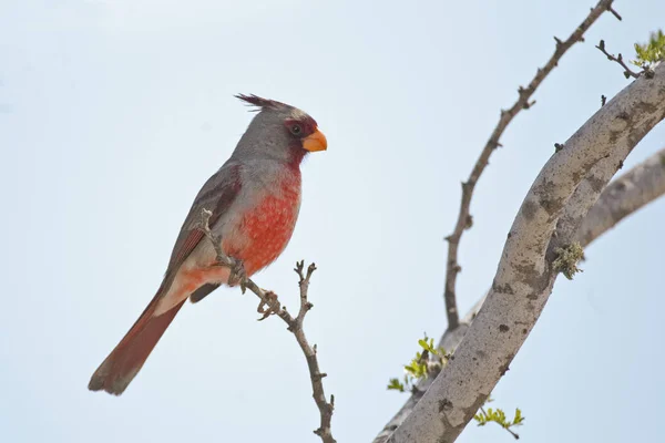 ᐈ Male cardinals stock pictures, Royalty Free male cardinal images ...