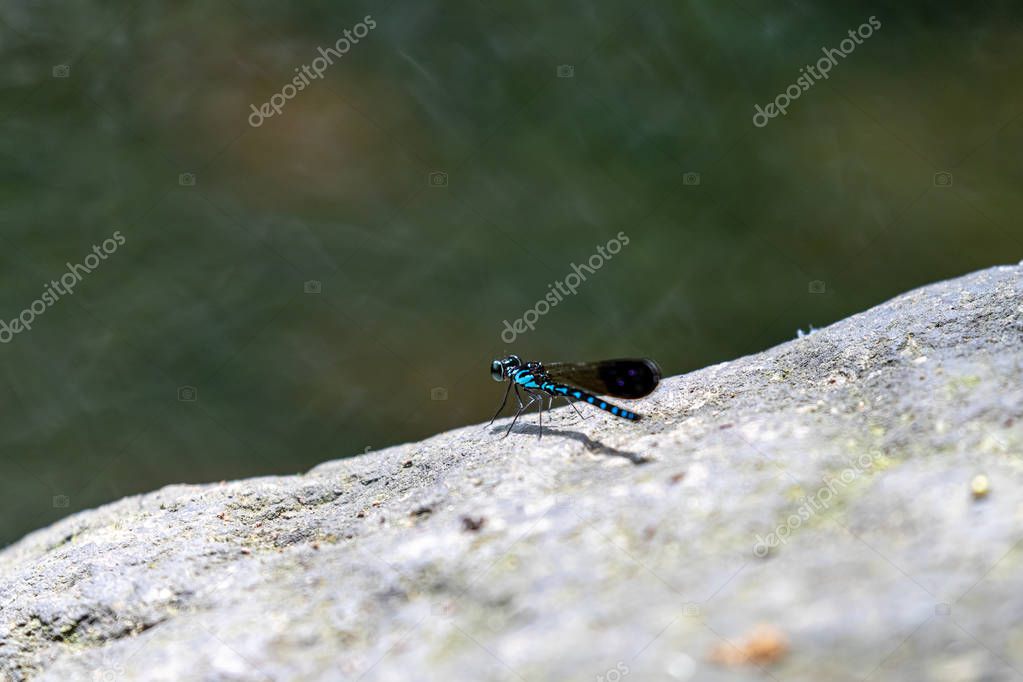 Retrato de la mosca damisela - Joya azul común (Rhinocypha perforata ...